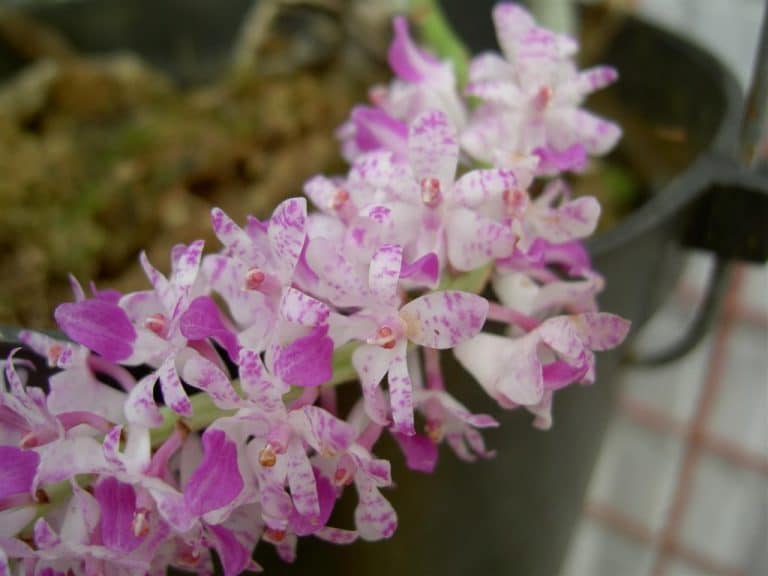 Bunga Anggrek Ekor Tupai (Aerides multifora) dan Tips Merawatnya ...