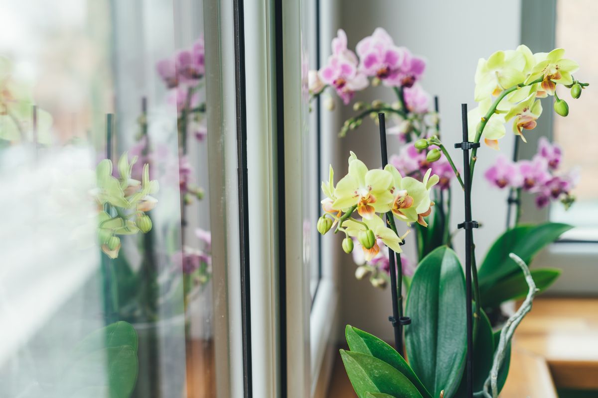 Anggrek Bulan Mini (Phalaenopsis spp.) - Angphotorion