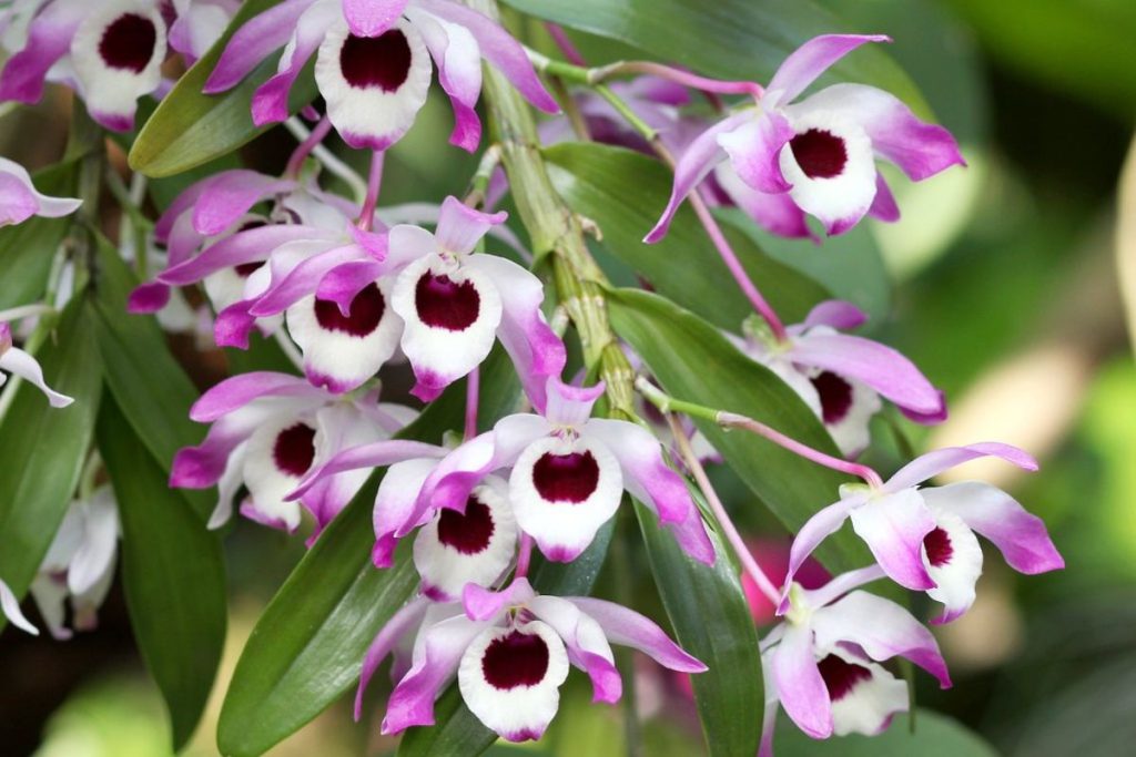 13 Jenis Bunga Anggrek Dendrobium paling Populer: Hibrid vs Spesies ...