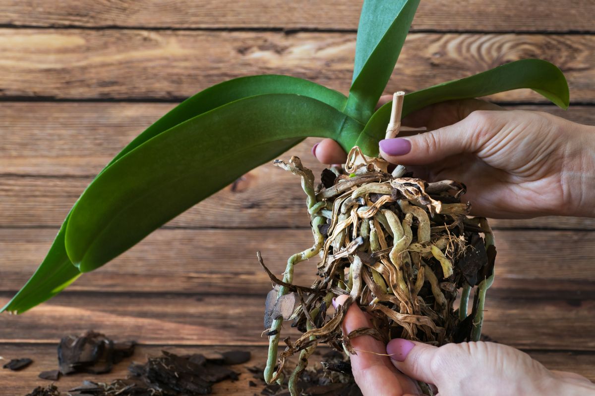 5 Tanda Anggrek Tidak Sehat, Apa Saja? - Angphotorion