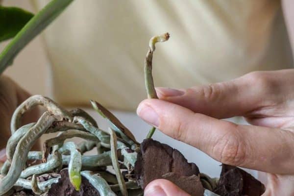 Cara Menanam Anggrek dari Biji tanpa Sterilisasi - Angphotorion
