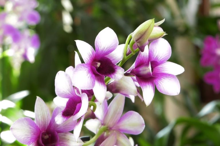 13 Jenis Bunga Anggrek Dendrobium paling Populer: Hibrid vs Spesies ...