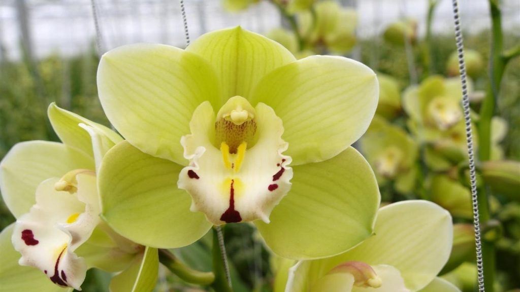 Shenzhen Nongke, Jenis Anggrek Termahal Mekar 5 Tahun Sekali - Angphotorion